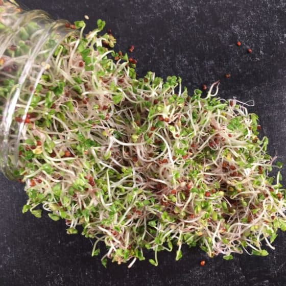 How to Grow Broccoli Sprouts (Sprouting Broccoli Seeds)