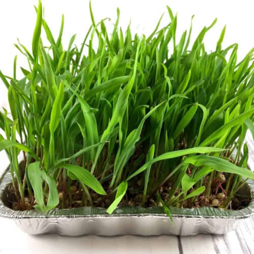 How do you grow popcorn grass? • Summer Yule Nutrition and Recipes